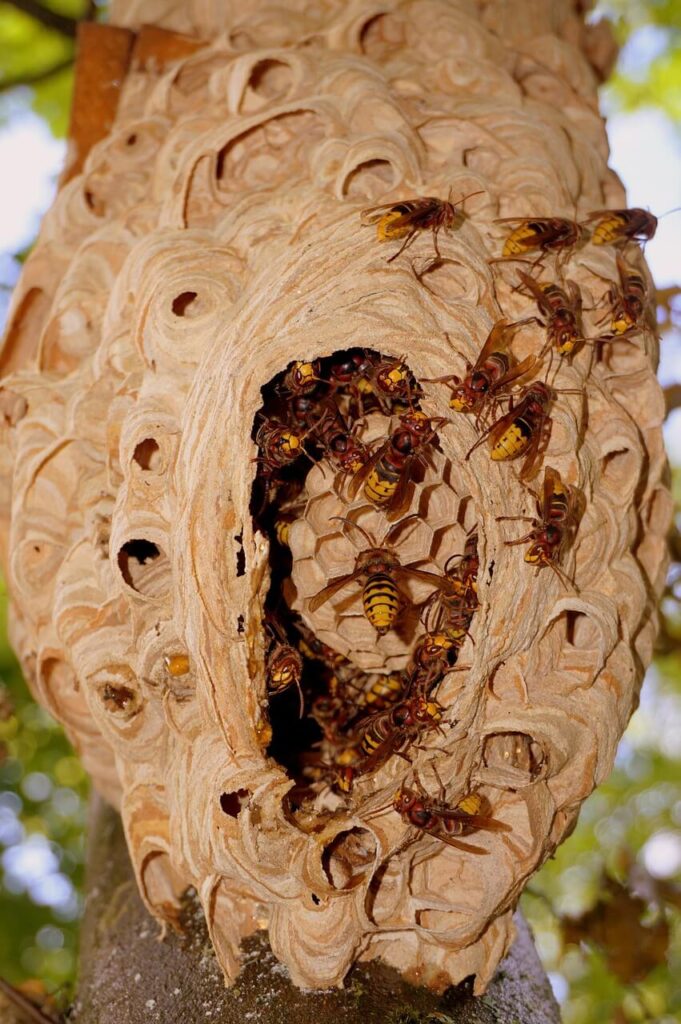 Hornet & Wasp Control Vancouver | Eastside Pest Exterminators